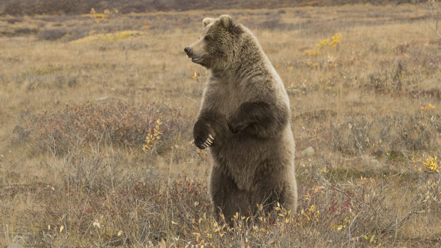 20 Unexpected Ways Urbanization is Impacting Local Wildlife - Trendonomist