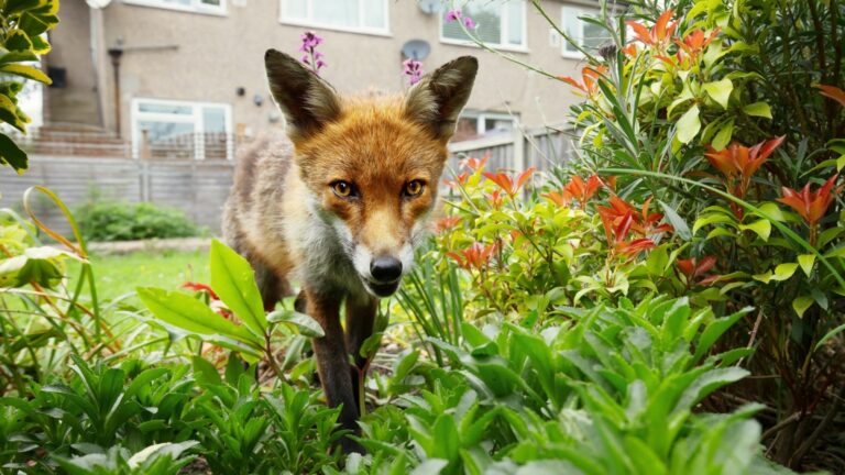 20 Unexpected Ways Urbanization is Impacting Local Wildlife - Trendonomist