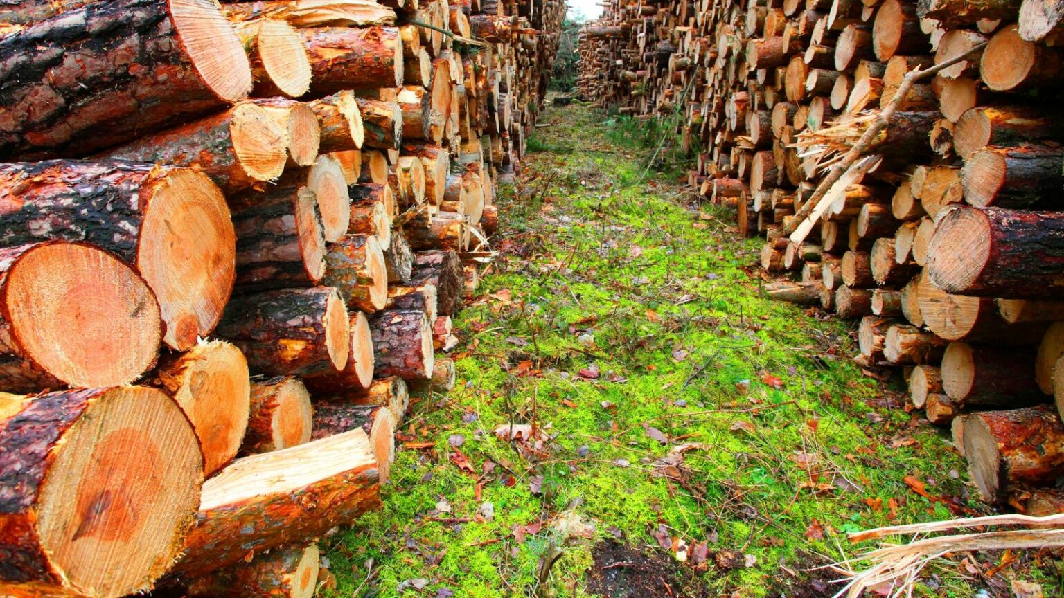20 Canadian Industries Poised for Explosive Growth - Trendonomist