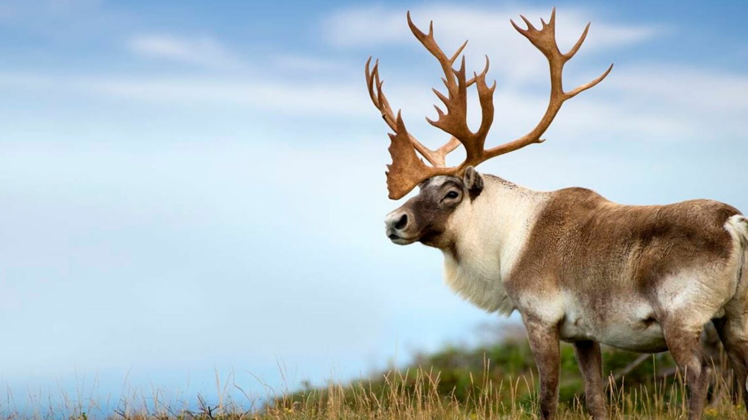 26 Canadian Wildlife Species That Could Go Extinct This Decade ...