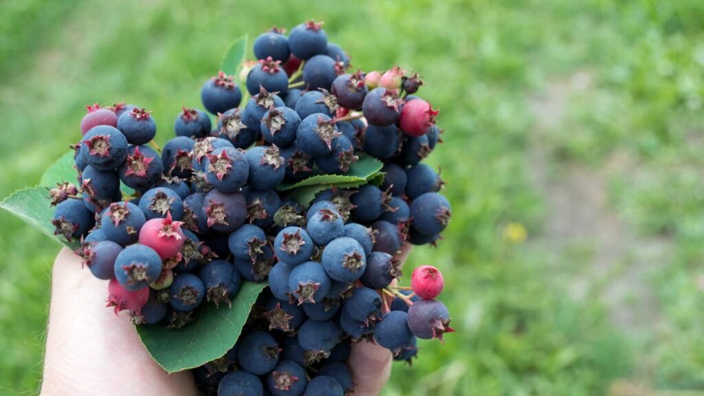 26 Canadian Foods You Didn't Realize the World Was Obsessed With ...