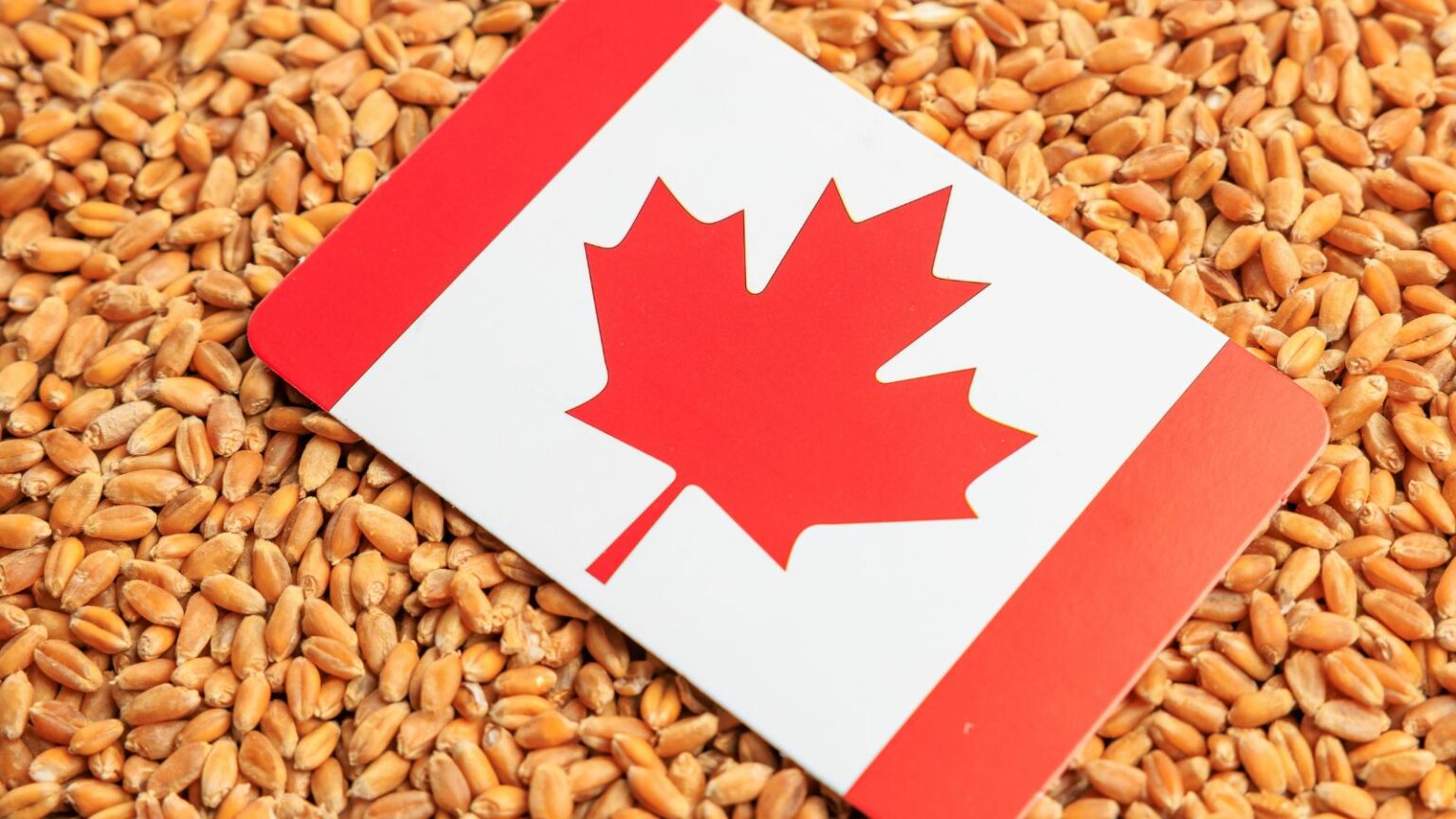 24 Surprising Things Canada Exports That You Use Every Day - Trendonomist
