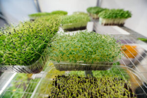 16 Garden Trends Canadians Are Trying in 2026 (Even in Small Spaces ...